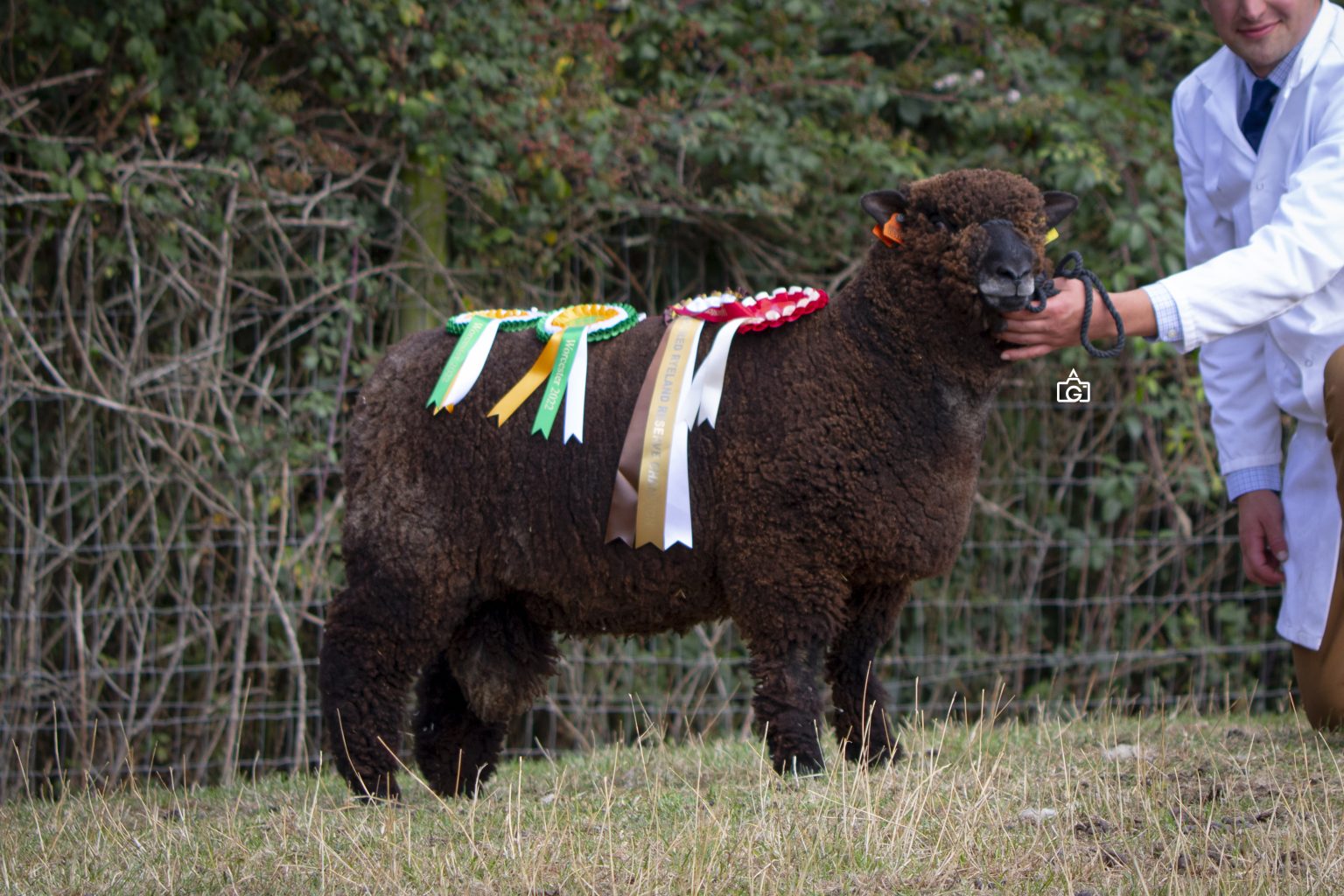 Black Rock Coloured Ryelands